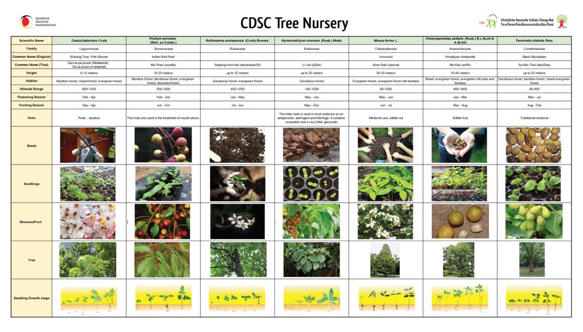 CDSC Forest - Christliche Deutsche Schule Chiang Mai (CDSC)